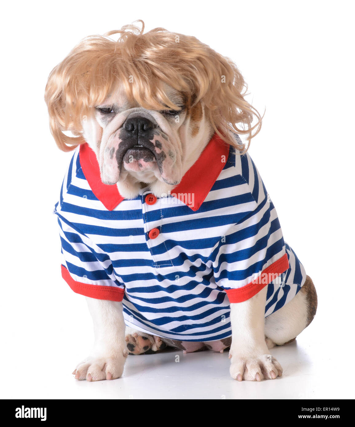 humanized dog dressed with wigh and shirt on white background Stock ...