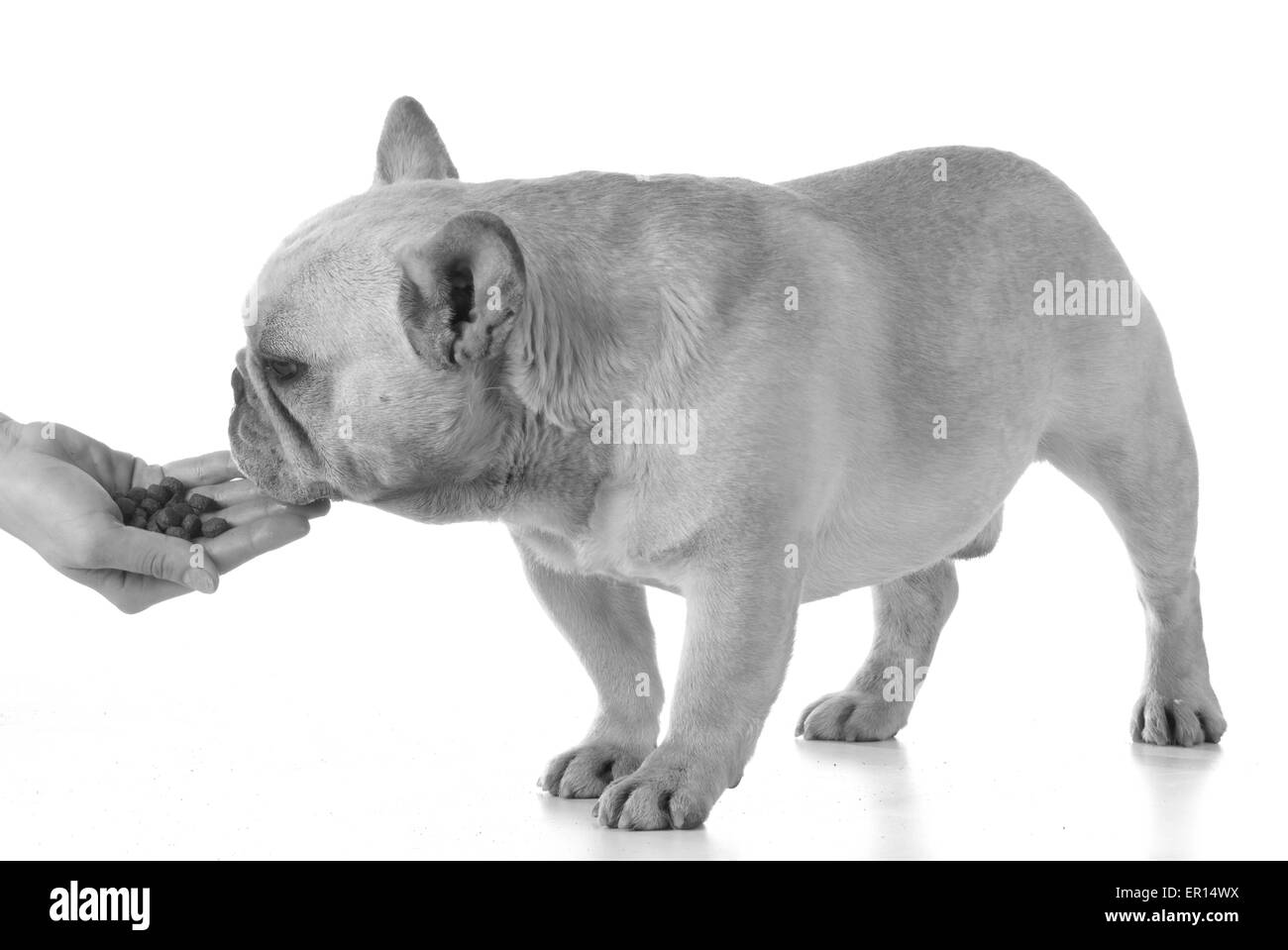 Pet owner feeding hungry Black and White Stock Photos & Images - Alamy