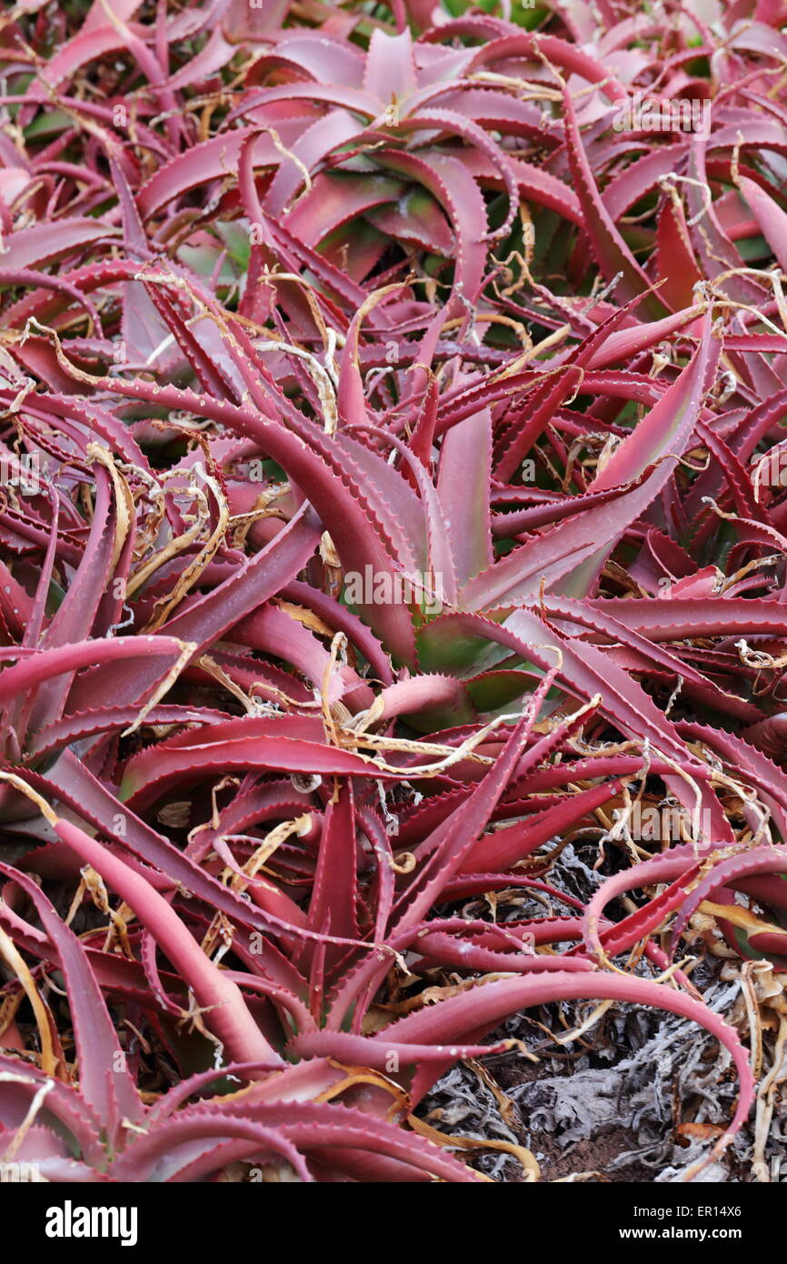 Close up of a dense clump of sun-stressed aloe Stock Photo - Alamy