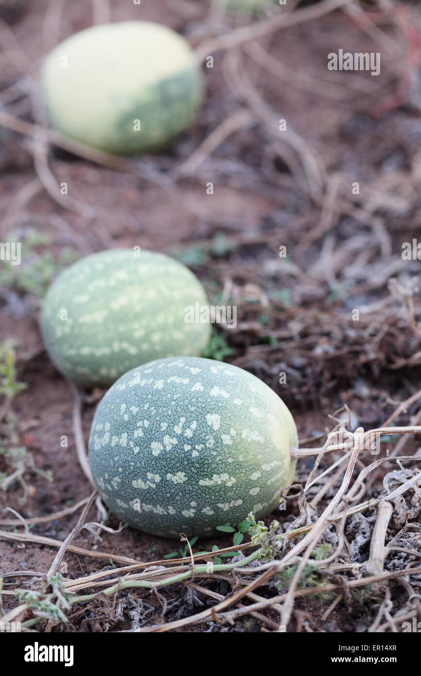 Tsamma fruit or citrillus lanatus Stock Photo - Alamy