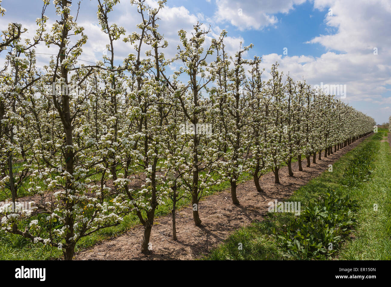 Field with pear tres in flower Stock Photo - Alamy