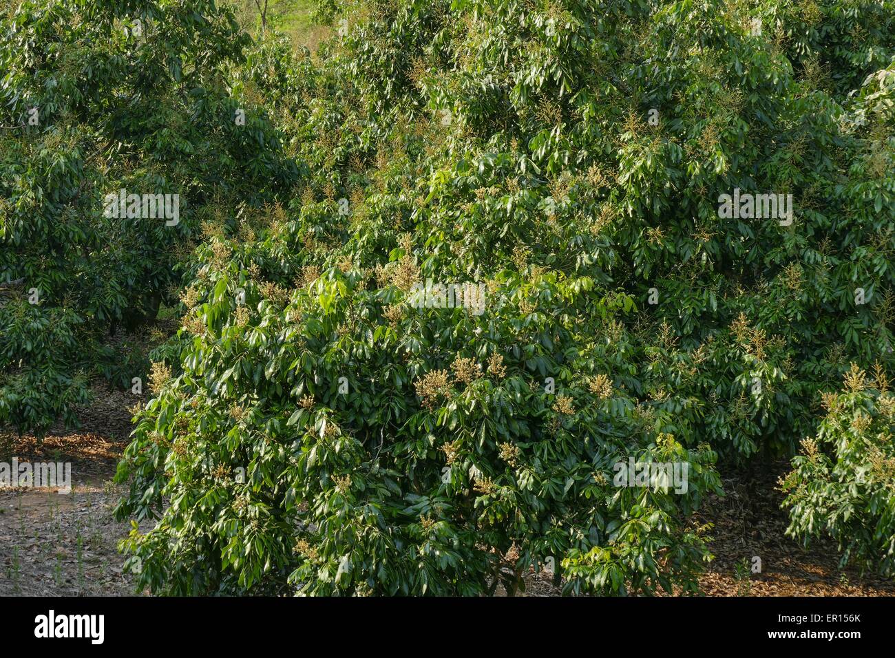 Thailand, Asia, Longan Trees, Plantation Stock Photo - Alamy