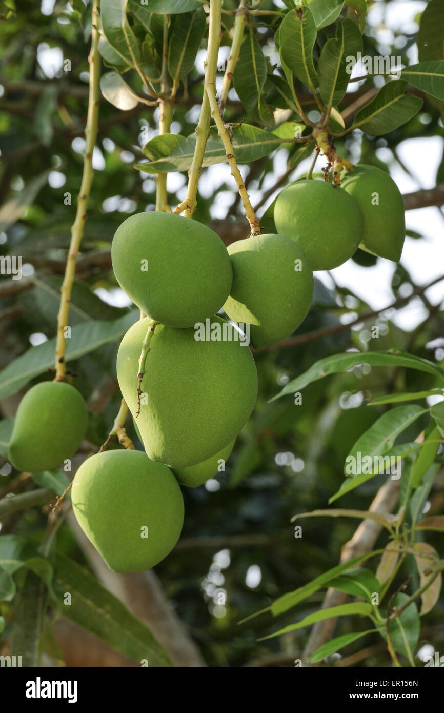 Thailand, Asia, Mangoes on the Tree, Plantation Stock Photo - Alamy