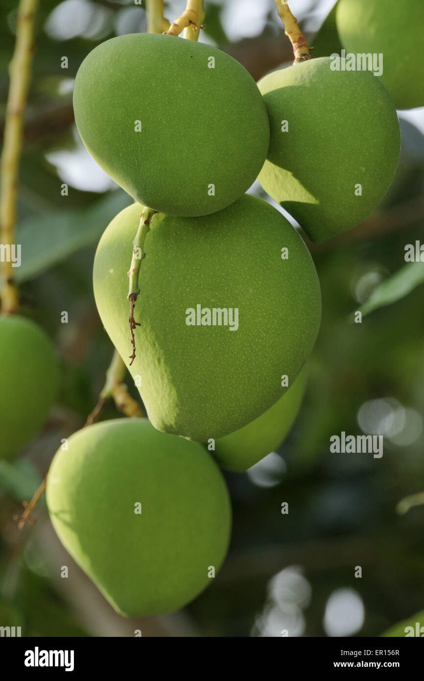 Thailand, Asia, Mangoes on the Tree, Plantation Stock Photo - Alamy