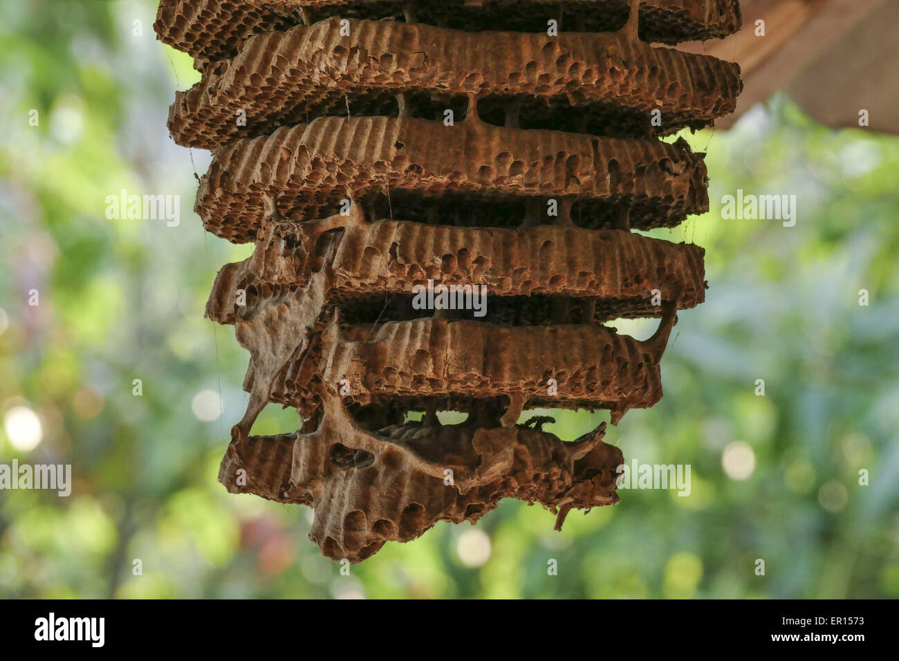Asian bees hi-res stock photography and images - Alamy