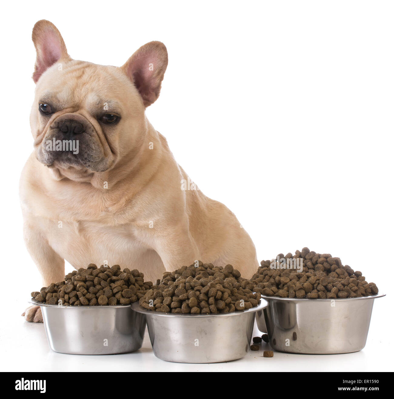 How Do You Feed A Bulldog