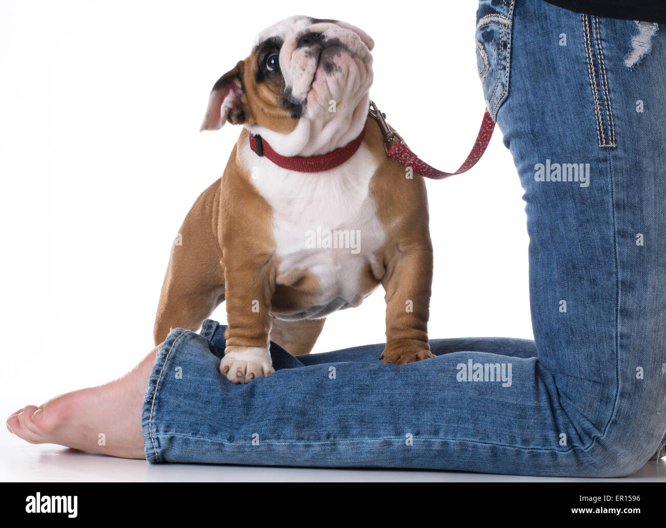 woman's legs with puppy at her feet - bulldog Stock Photo - Alamy