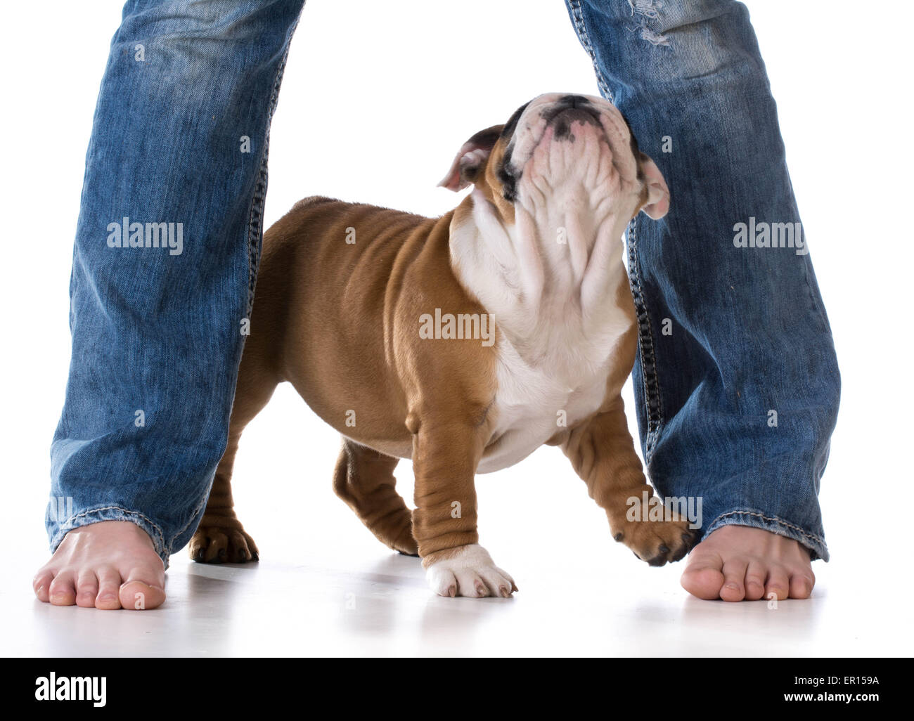 woman's legs with puppy looking up - bulldog Stock Photo - Alamy