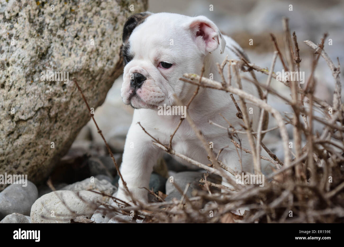 puppy outside in the garden exploring Stock Photo - Alamy
