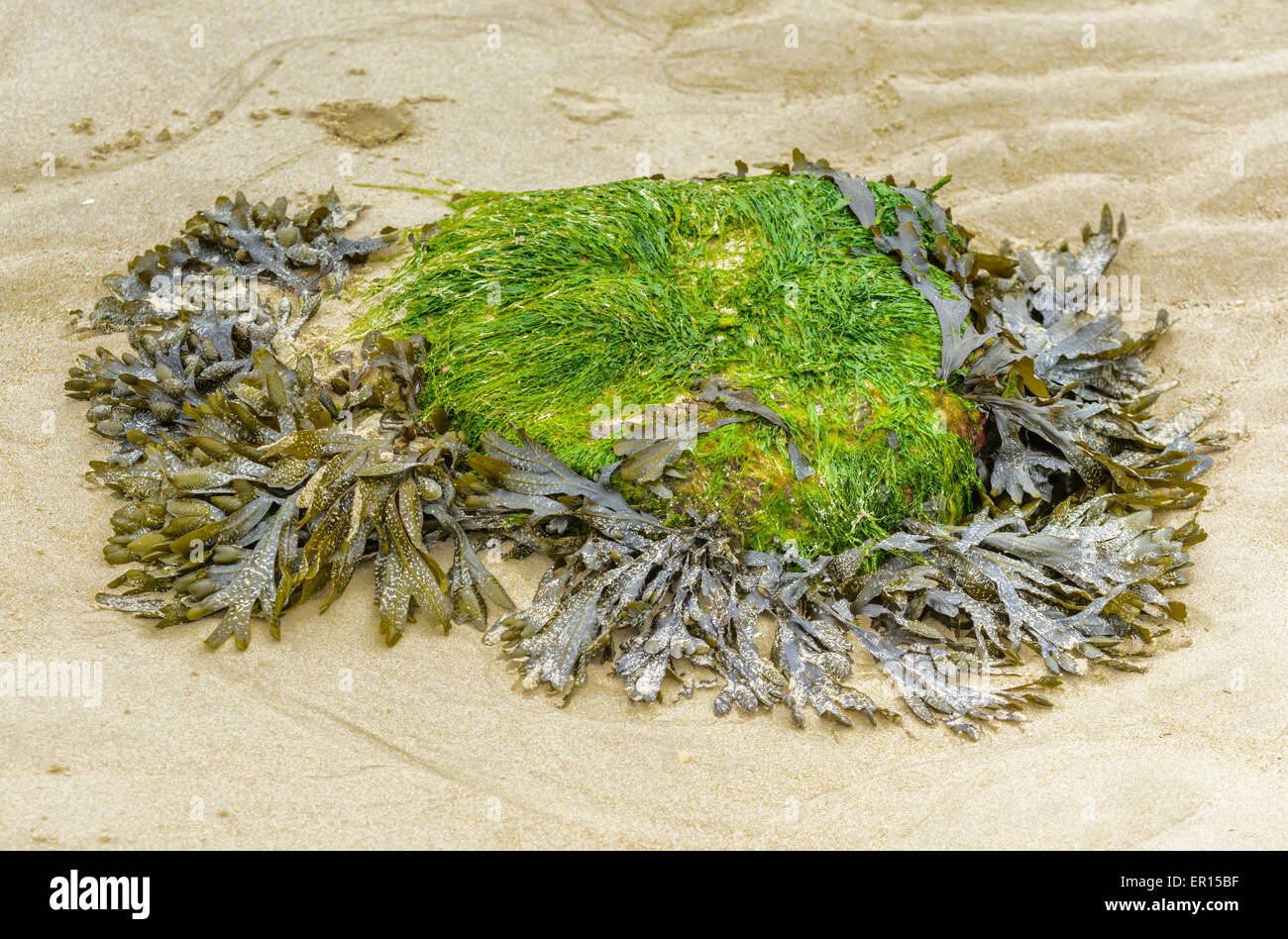 Rock covered in algae and seaweed on a sandy beach Stock Photo - Alamy