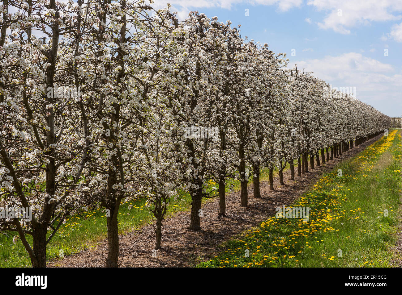 Field with pear tres in flower Stock Photo - Alamy