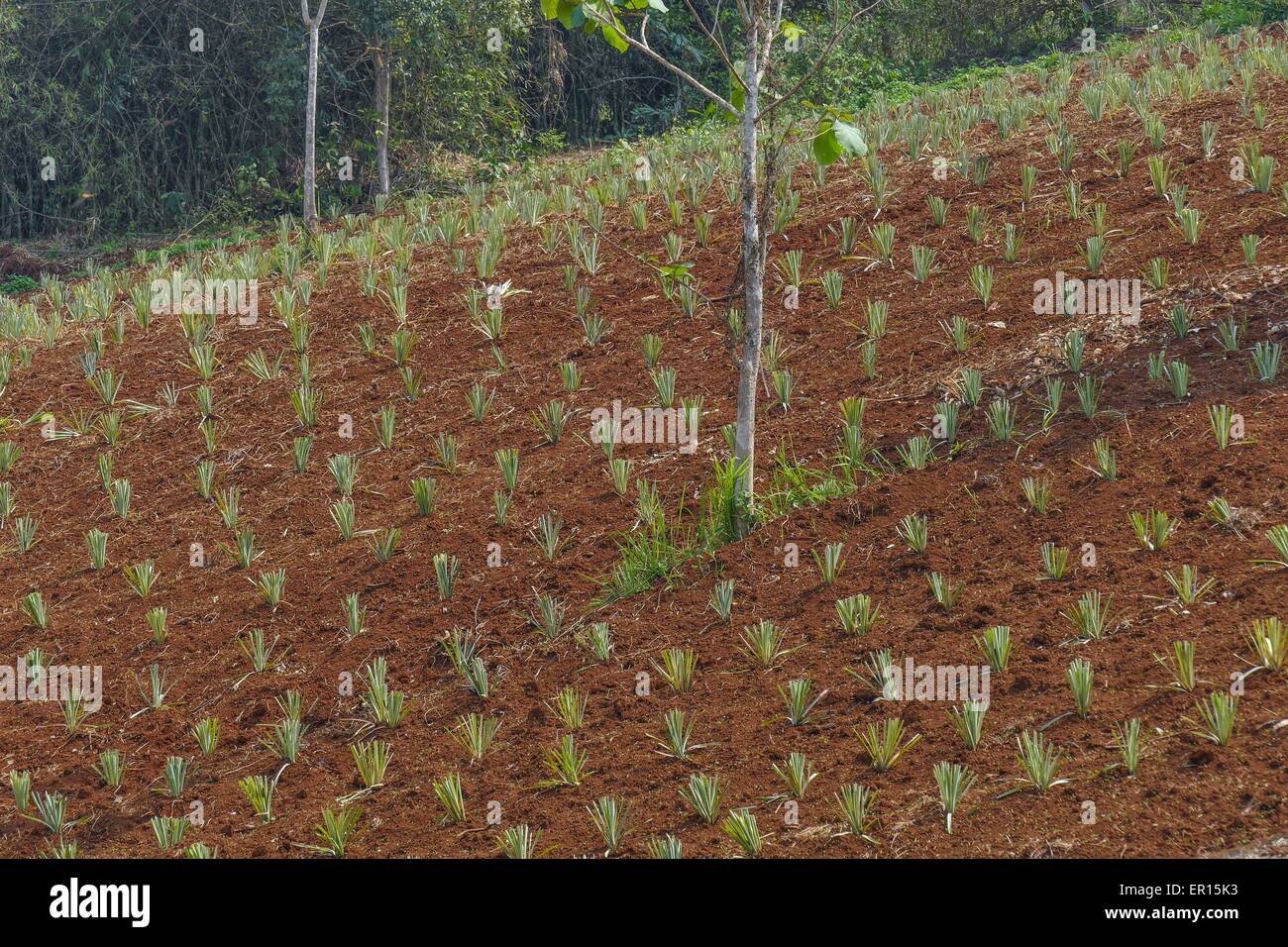 Thailand, Asia, Pineapple Plantation Stock Photo - Alamy