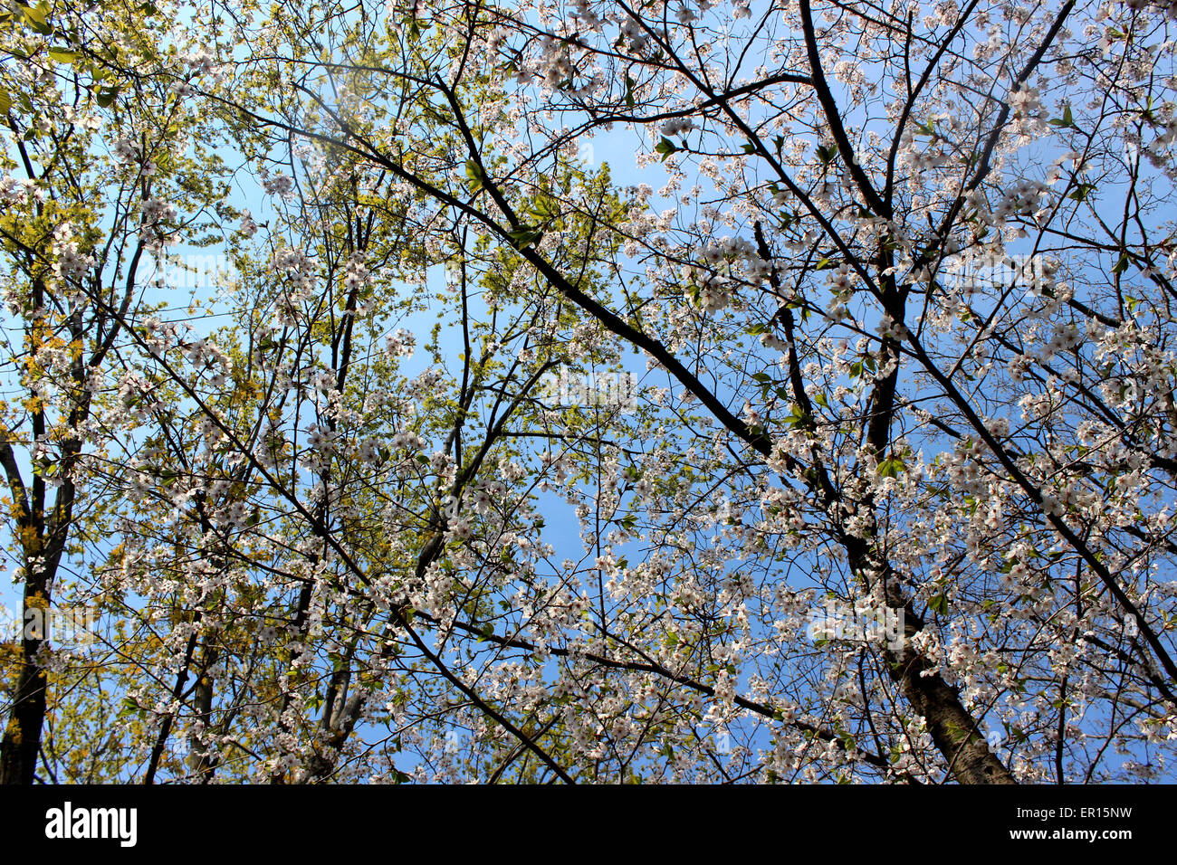 Colorful photo shoot showing the transition of cherry trees in a ...