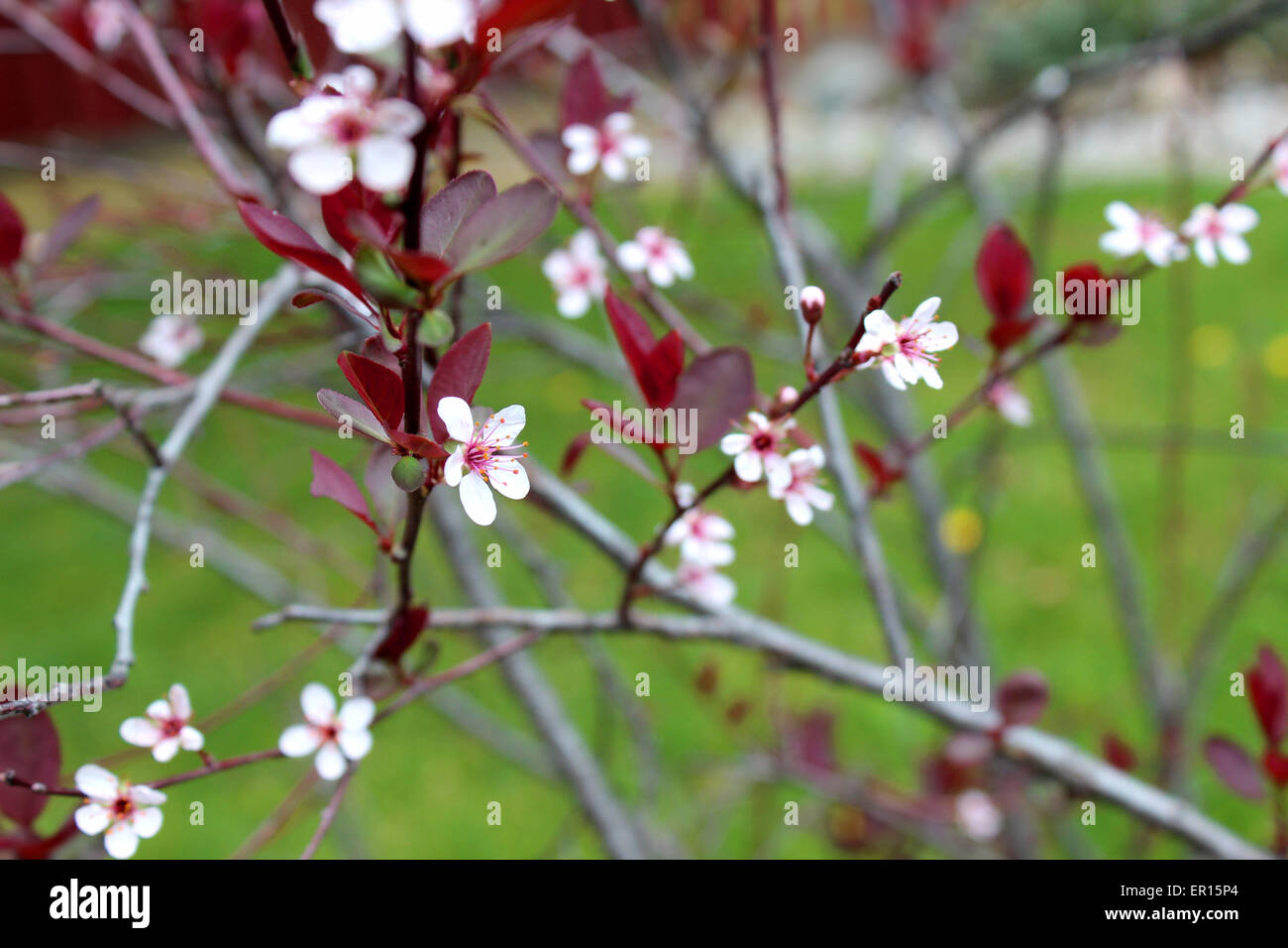Detail of a small and colorful flowers on a bush in spring Canada Stock ...