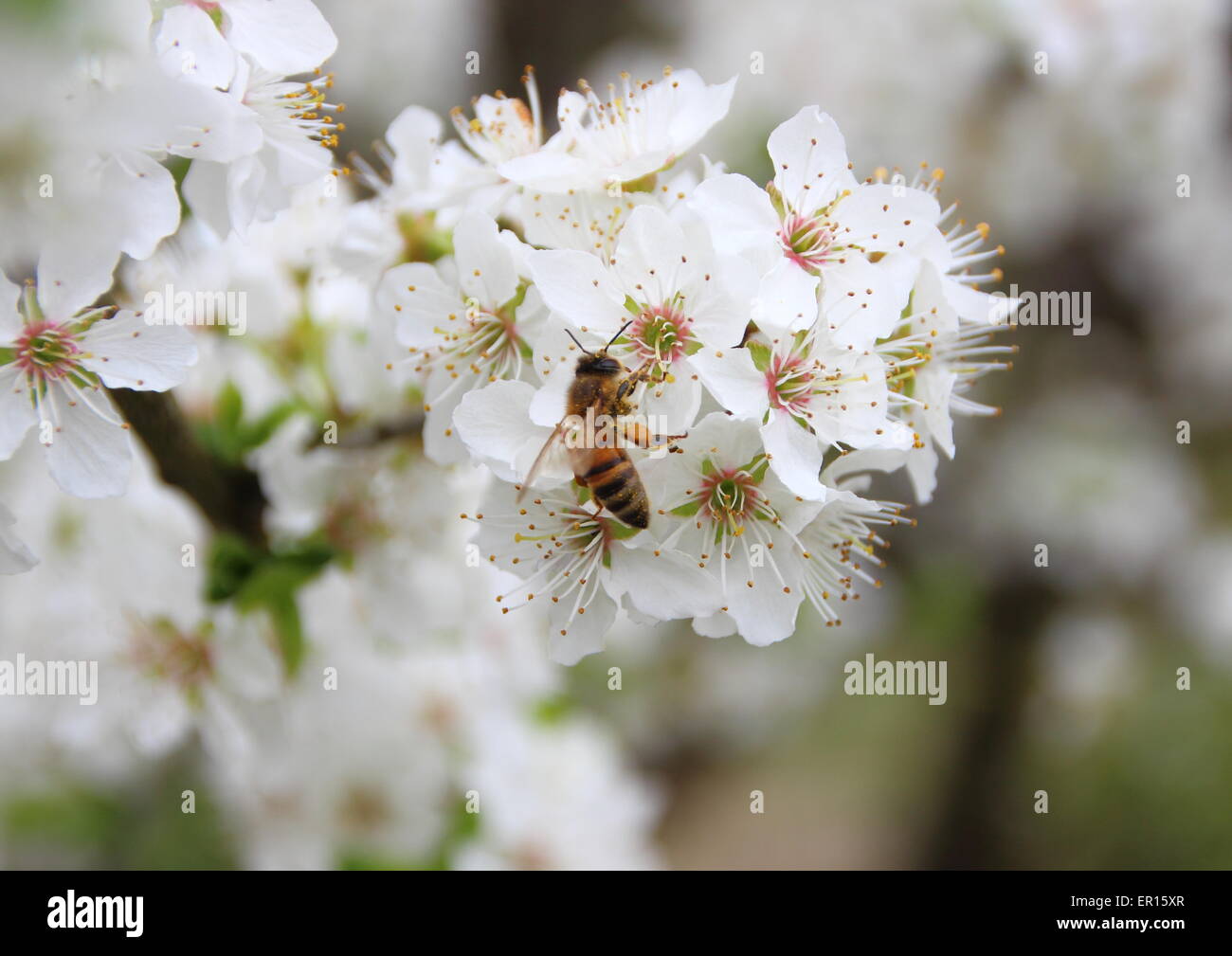 Isolated Honey Bee on White Flower Tree Covered with Nectar Stock Photo ...