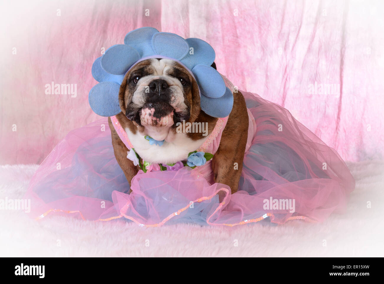 female dog wearing pink dress - bulldog Stock Photo - Alamy