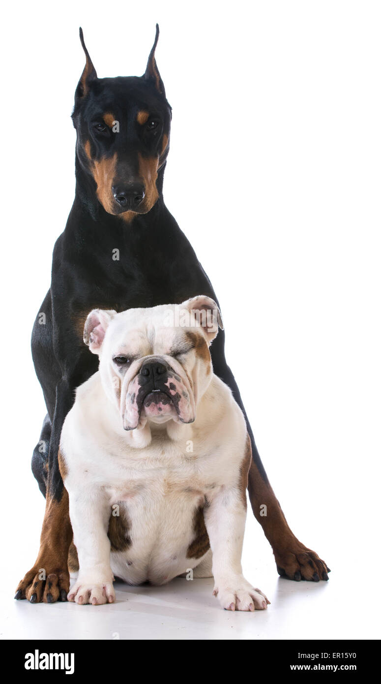 two dog - bulldog looking up at doberman on white background Stock ...
