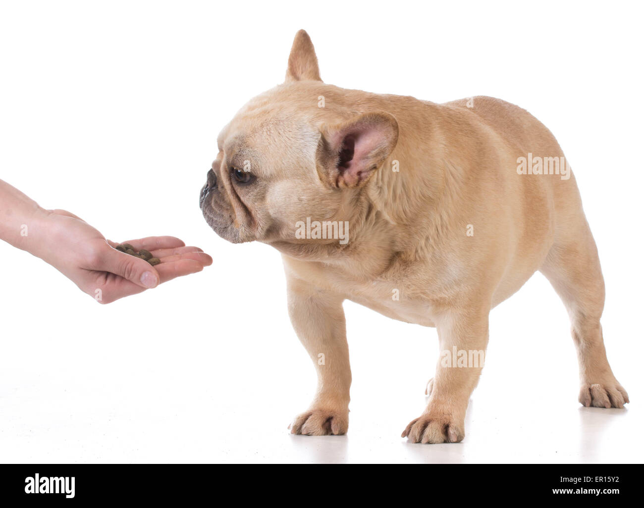 Why Do I Have To Hand Feed My Dog