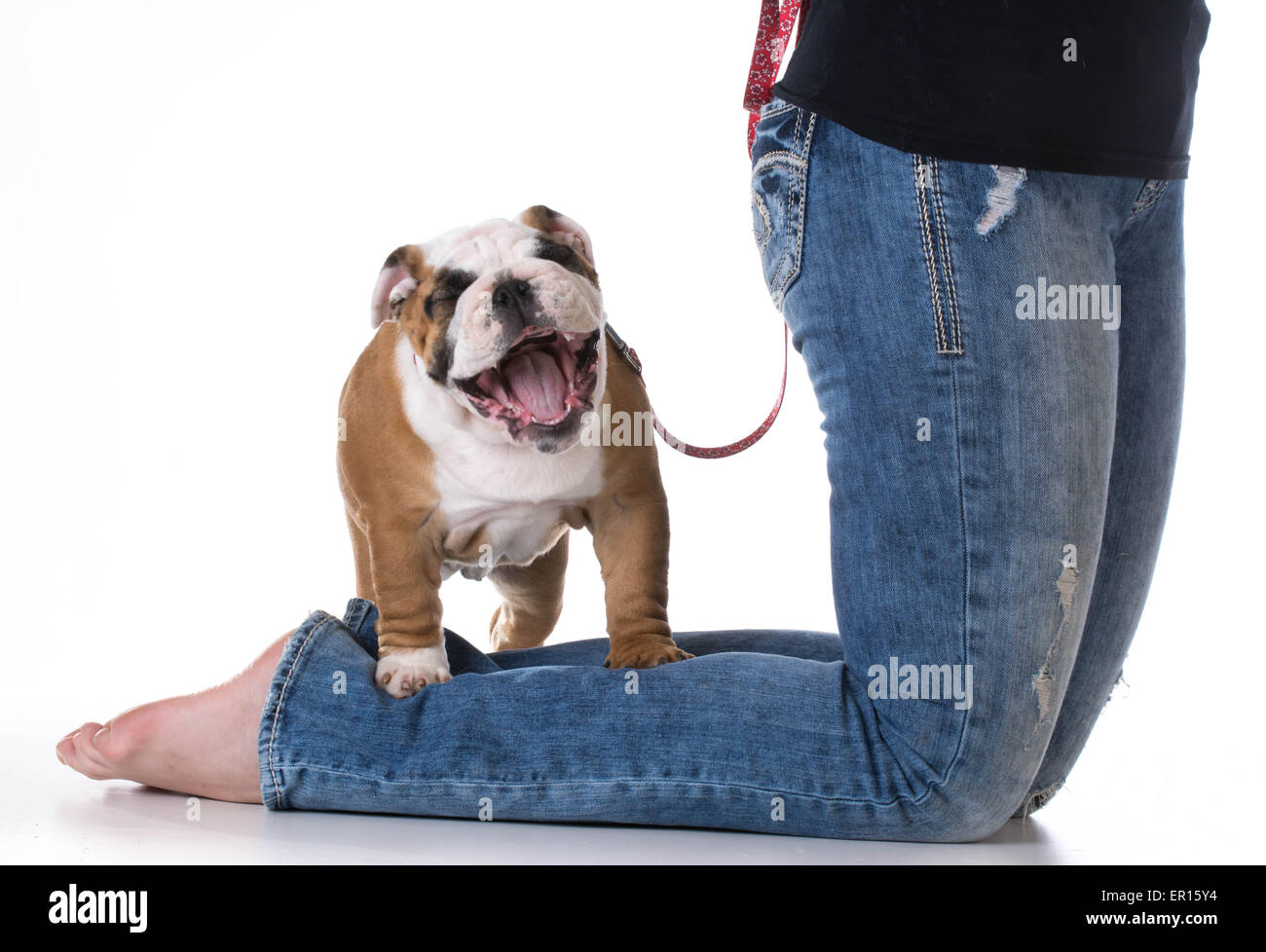 woman's legs with puppy at her feet - bulldog Stock Photo - Alamy