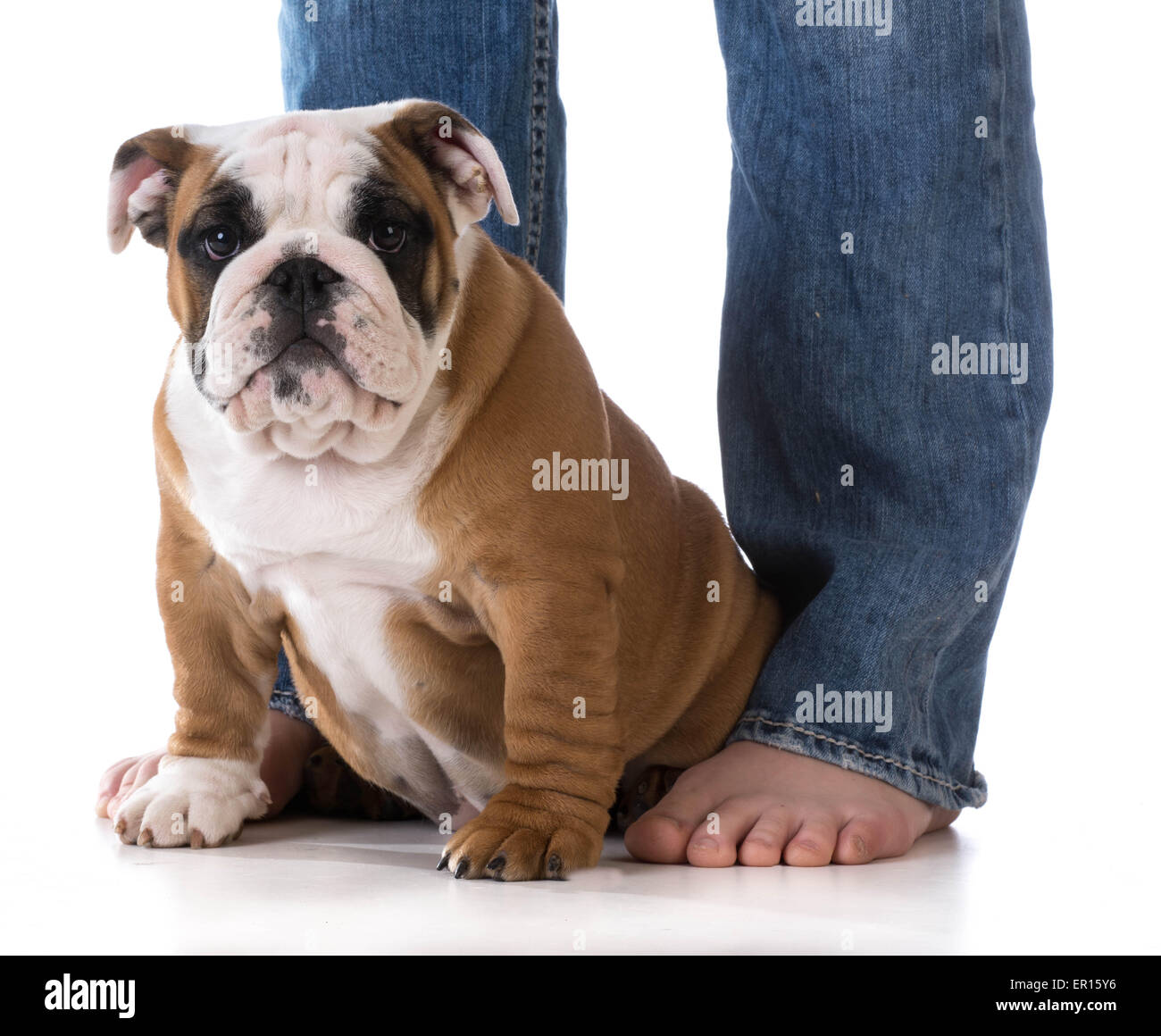 woman's legs with puppy sitting at her feet - bulldog Stock Photo - Alamy