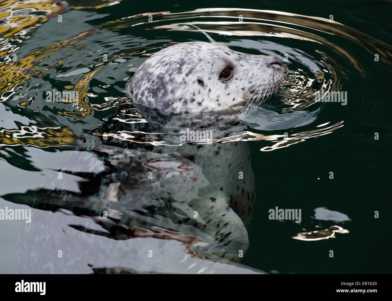 Wildlife victoria hi-res stock photography and images - Alamy