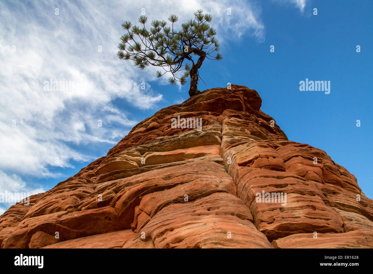 Red Rock Tree Stock Photo - Alamy