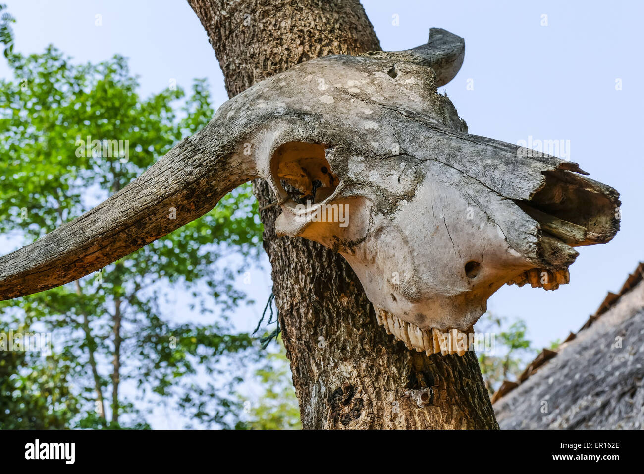 Buffalo Skull, Hill Tribes Village Stock Photo - Alamy