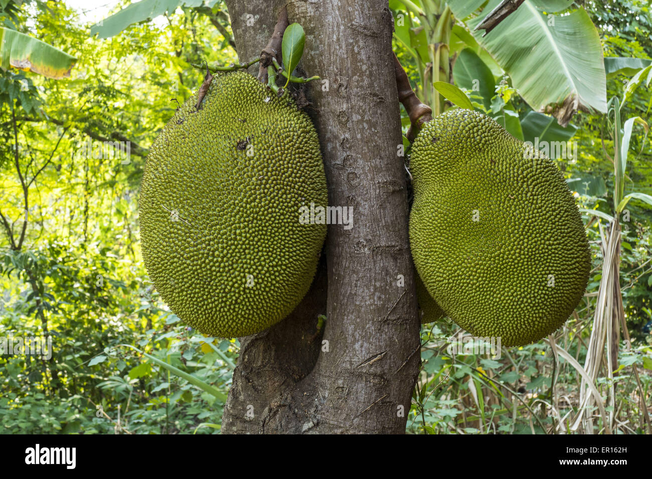 Jackfruit on the Tree, Plantation Stock Photo - Alamy