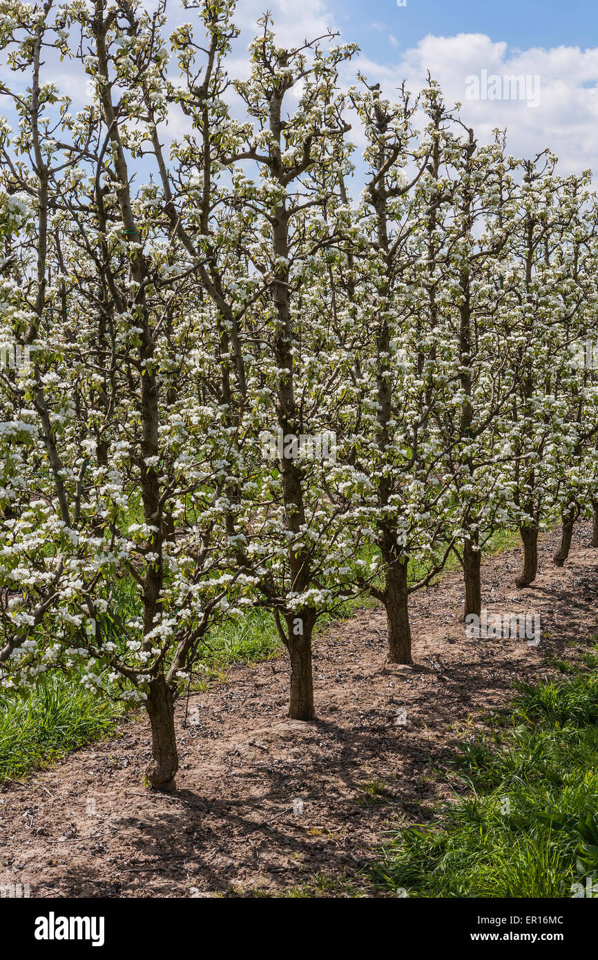 Pear trees hi-res stock photography and images - Alamy