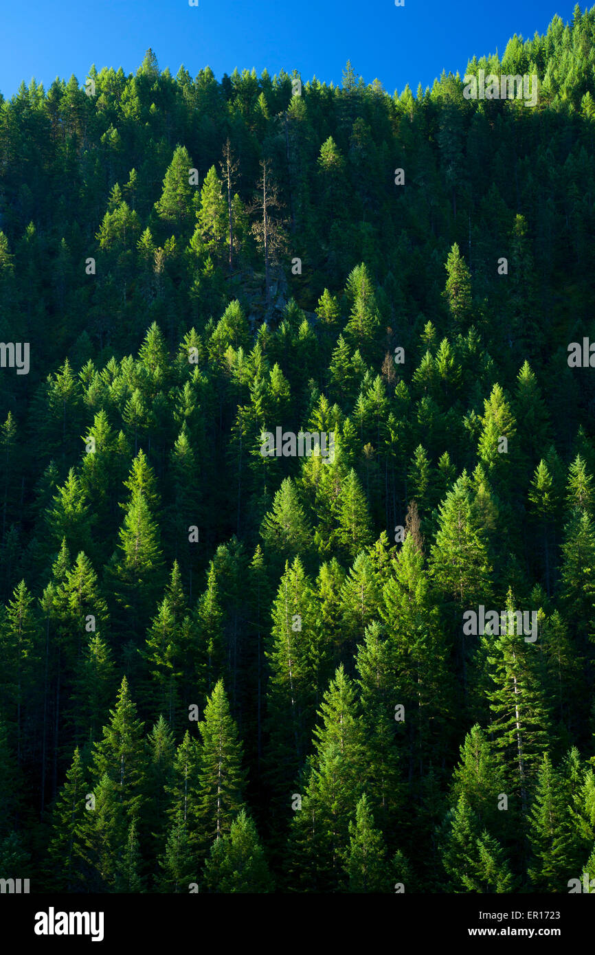 Forest slope from Lochsa River Trail, Lochsa Wild and Scenic River ...