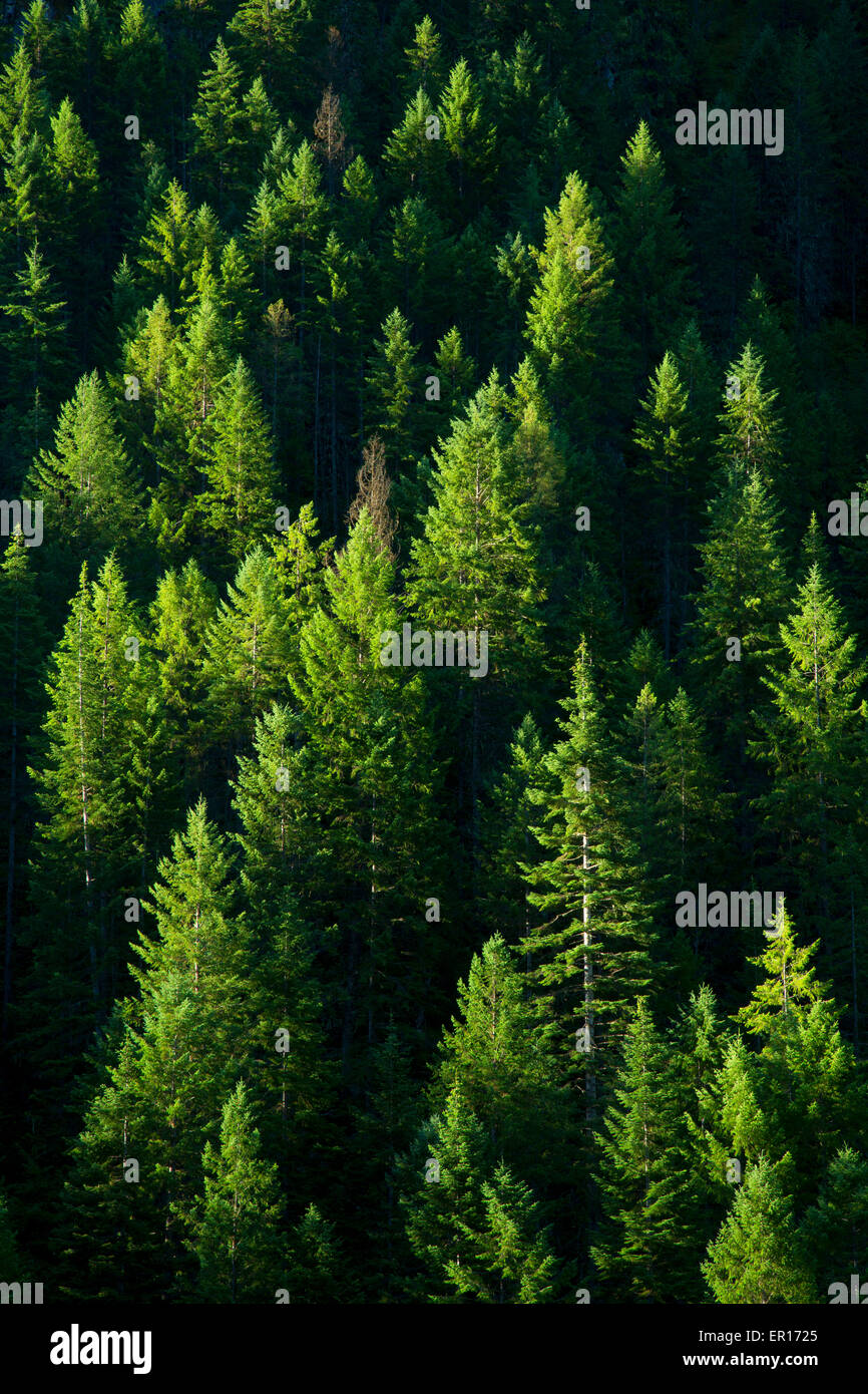 Forest slope from Lochsa River Trail, Lochsa Wild and Scenic River ...