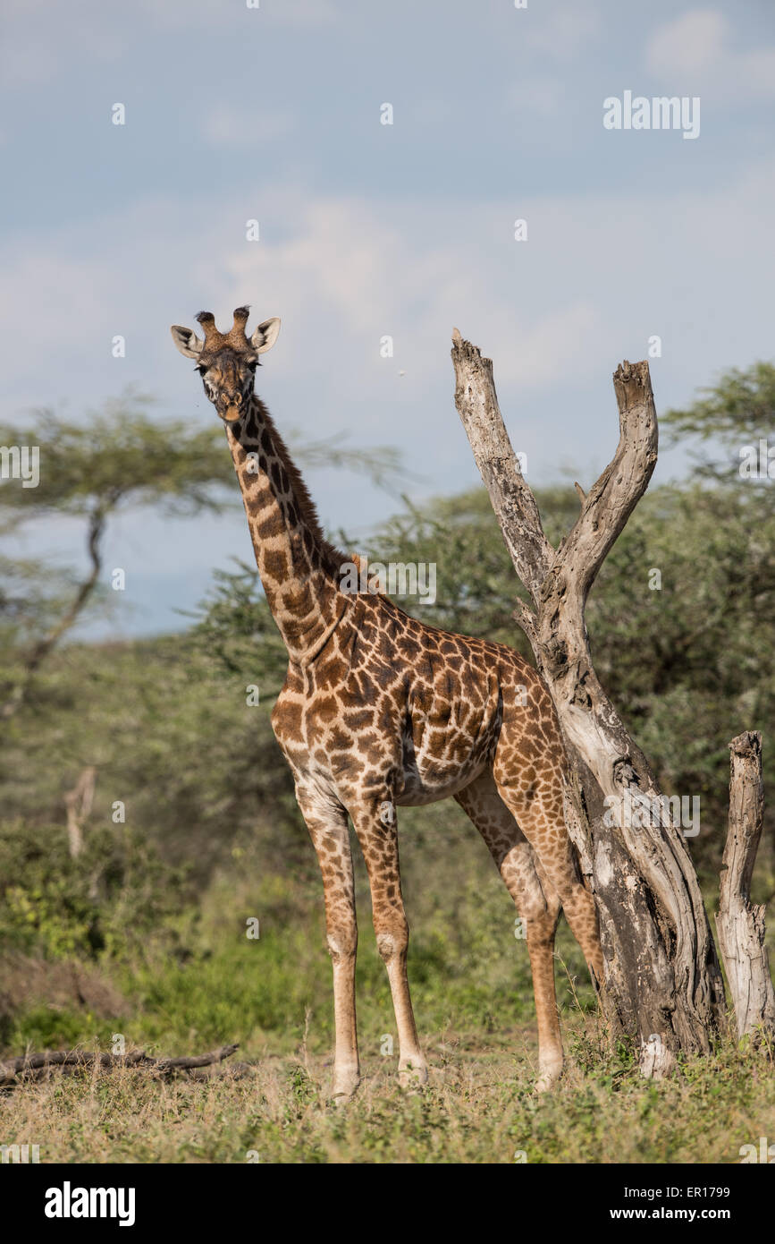 Standing snag hi-res stock photography and images - Alamy