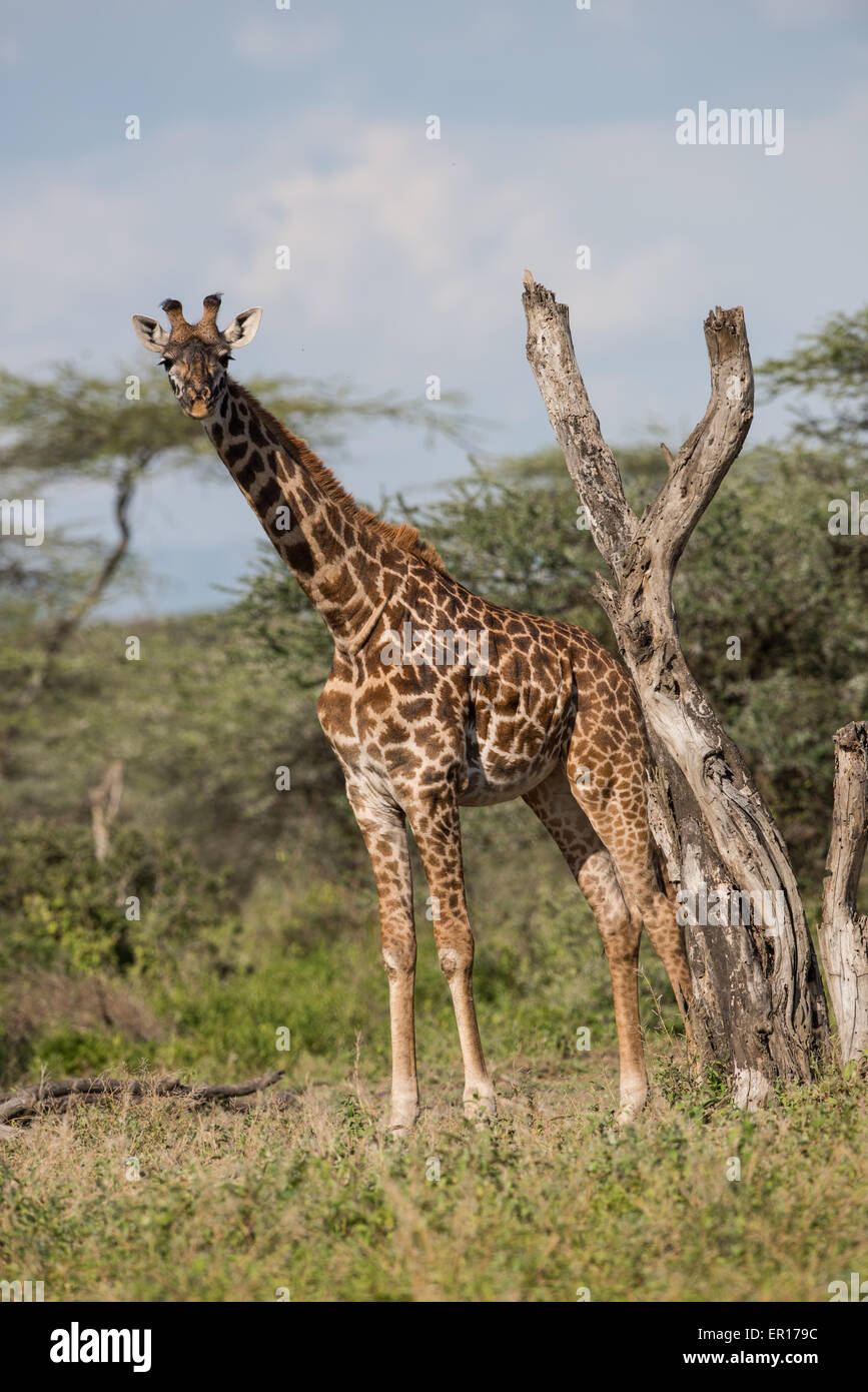 Standing snag hi-res stock photography and images - Alamy