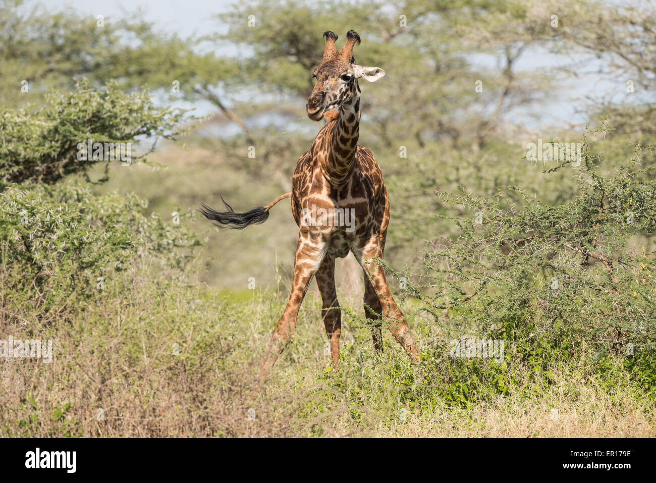 Giraffe feeding in the Ndutu woodlands, Tanzania Stock Photo - Alamy