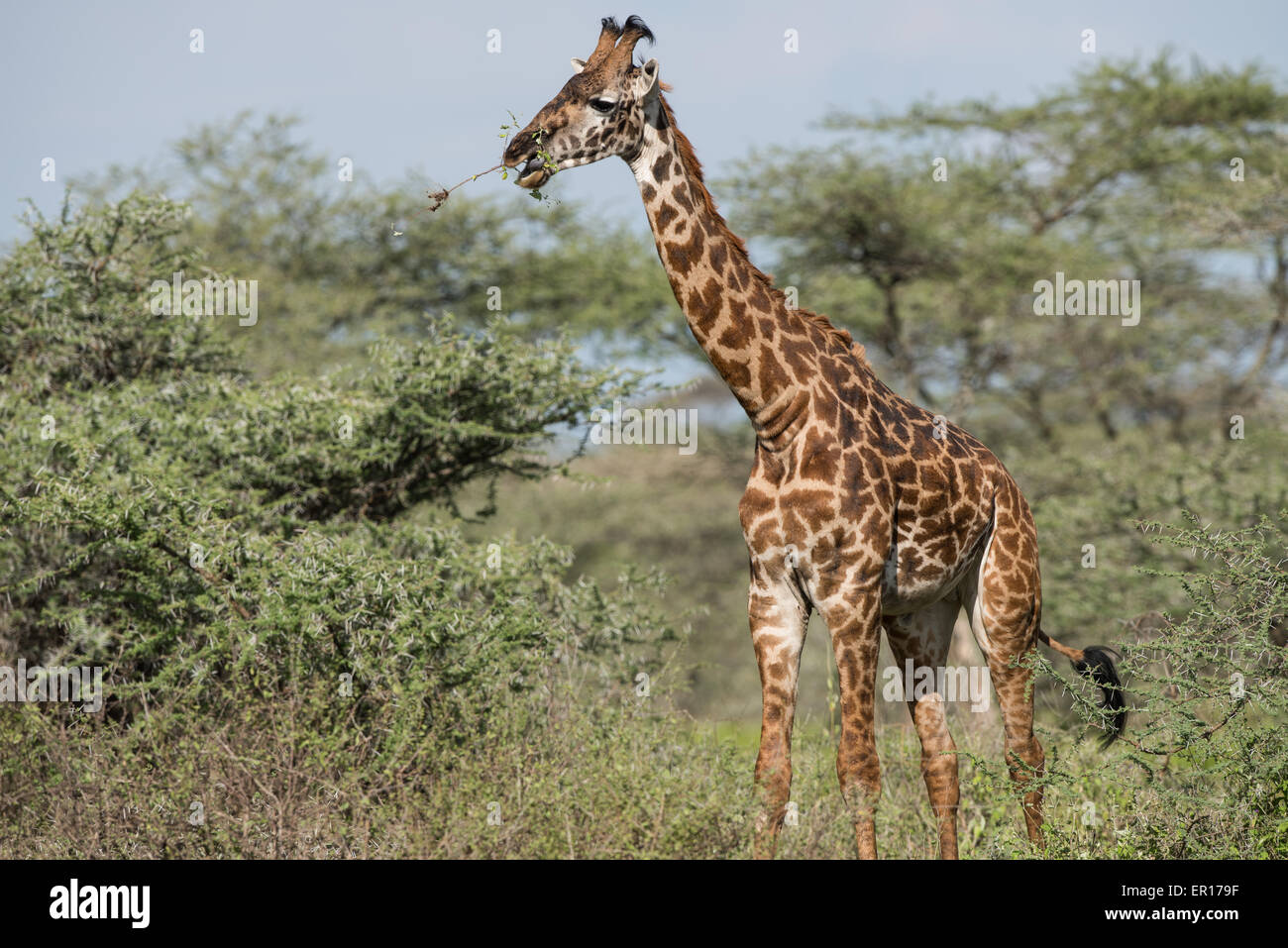 Giraffe feeding in the Ndutu woodlands, Tanzania Stock Photo - Alamy