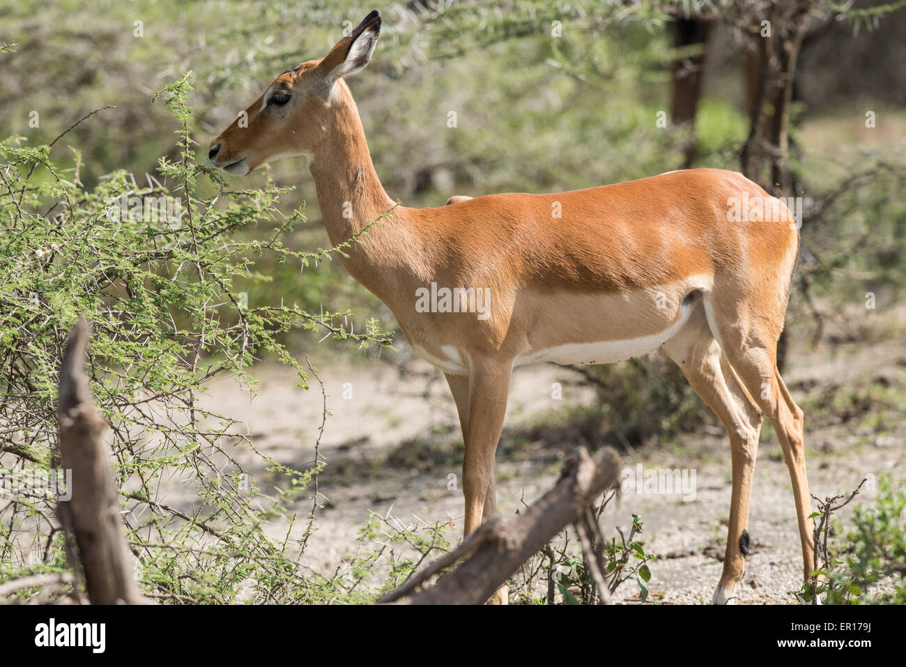 Impala in the woodland, Tanzania Stock Photo - Alamy