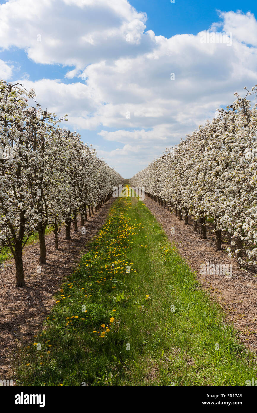 Field with pear tres in flower Stock Photo - Alamy