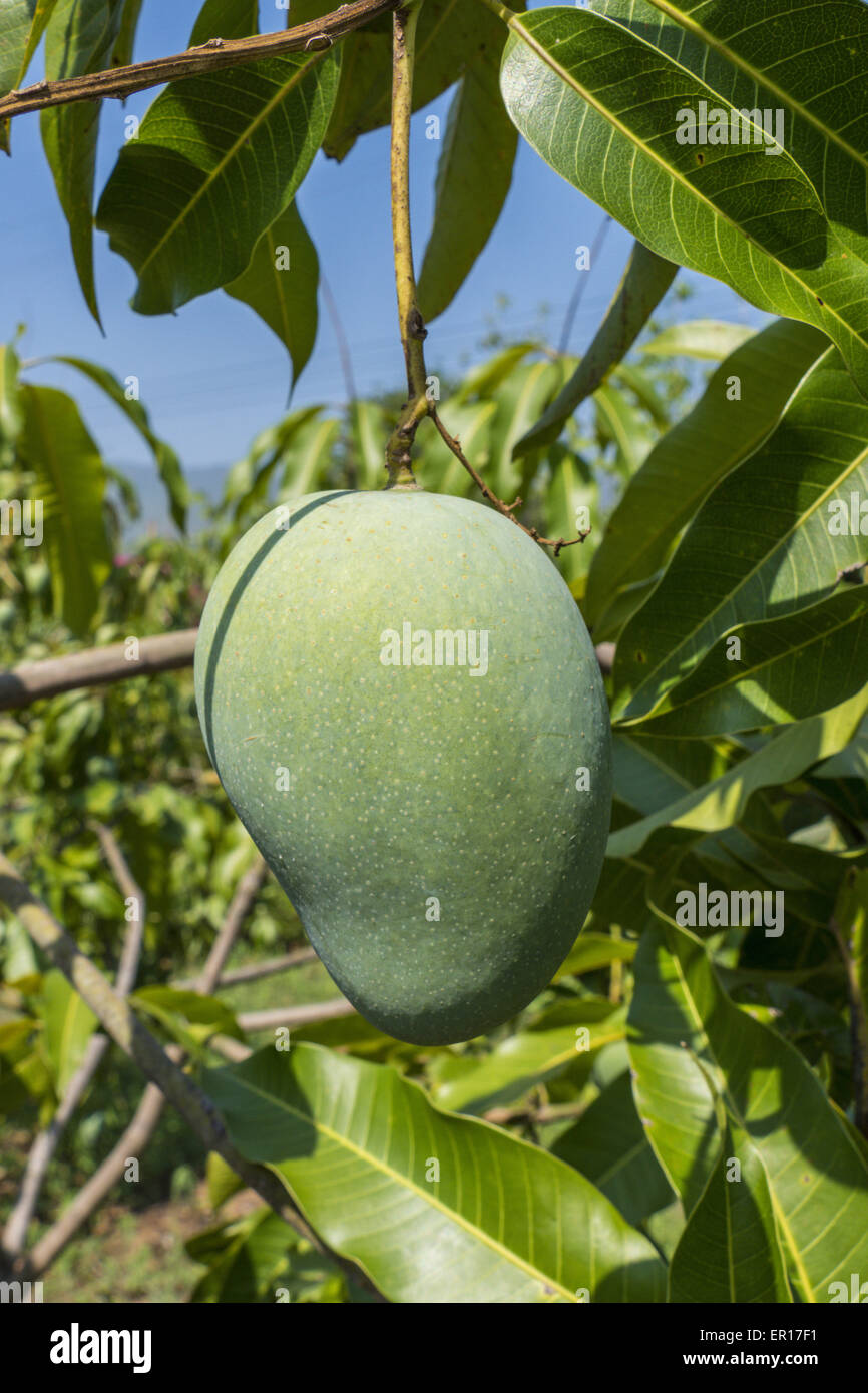 Thailand, Asia, Mangoes on the Tree, Plantation Stock Photo - Alamy