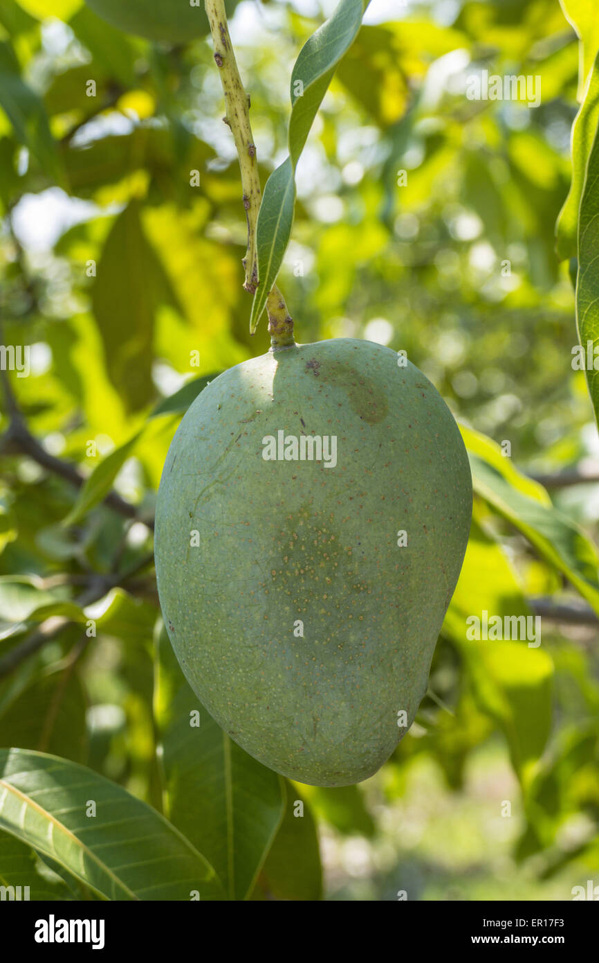 Thailand, Asia, Mangoes on the Tree, Plantation Stock Photo - Alamy