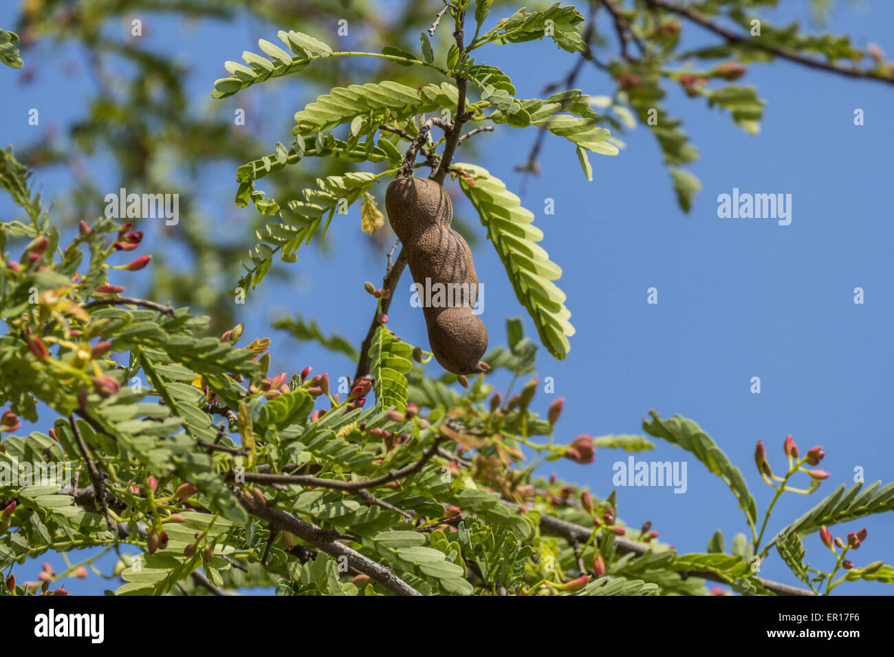 Thailand, Asia, Tamarind Tree Stock Photo - Alamy