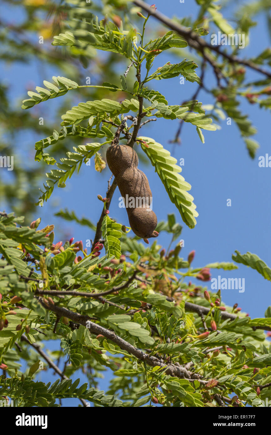 Thailand, Asia, Tamarind Tree Stock Photo - Alamy