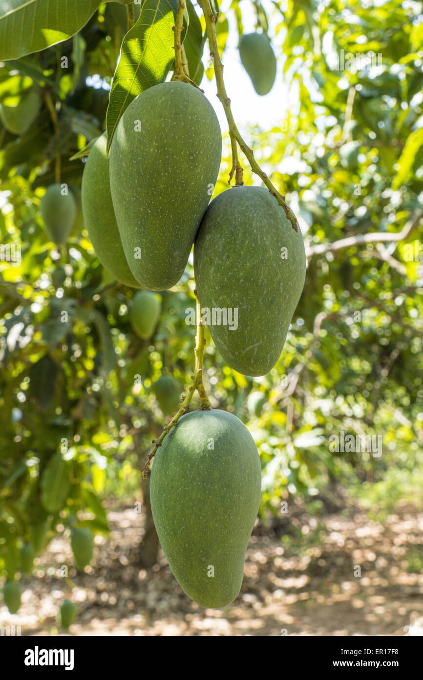 Thailand, Asia, Mangoes on the Tree, Plantation Stock Photo - Alamy