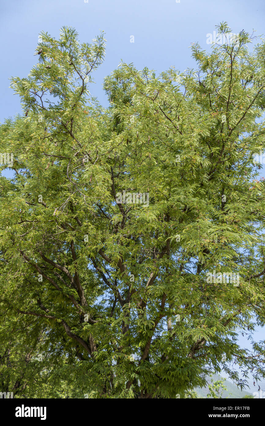 Thailand, Asia, Tamarind Tree Stock Photo - Alamy