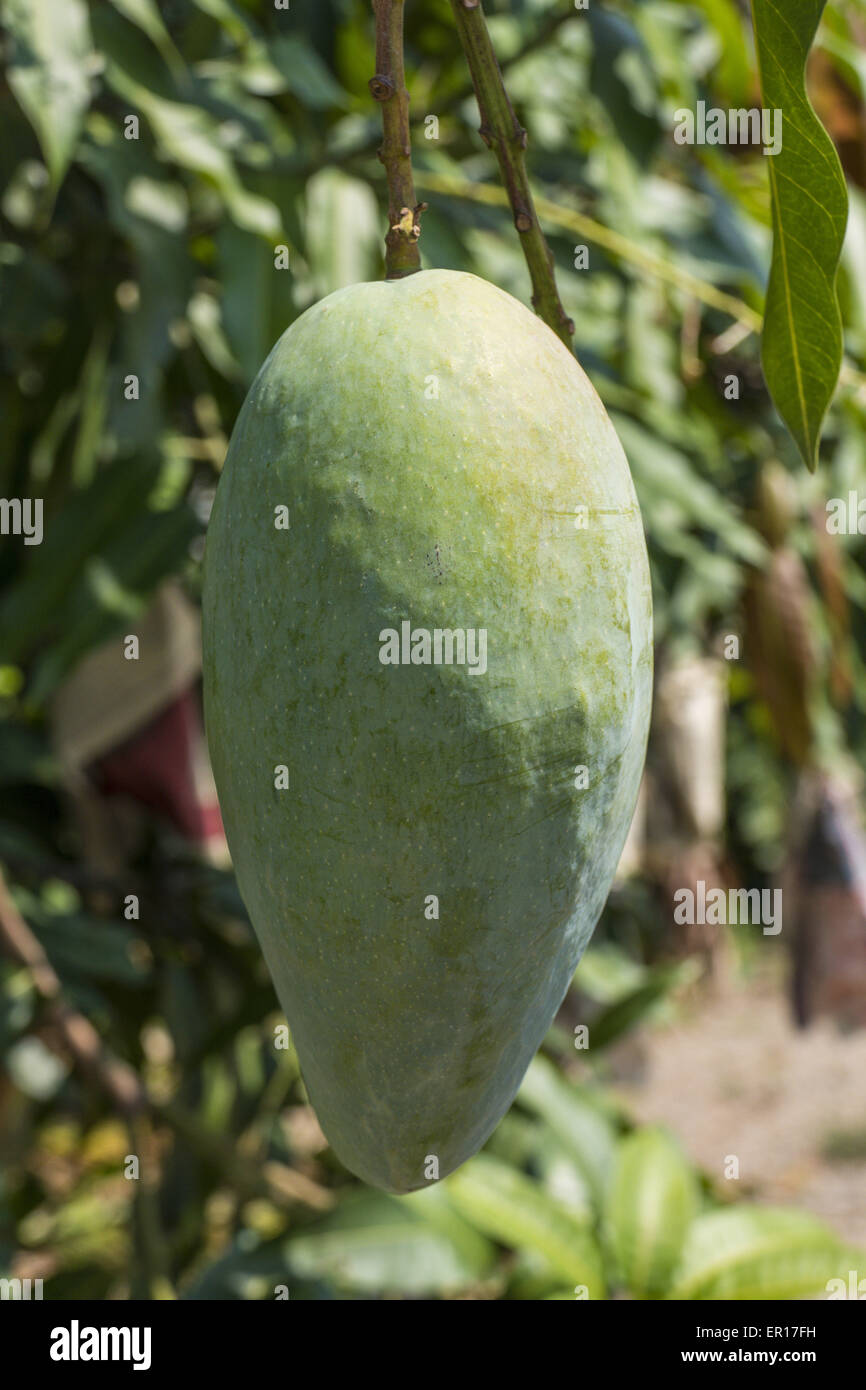 Thailand, Asia, Mangoes on the Tree, Plantation Stock Photo - Alamy