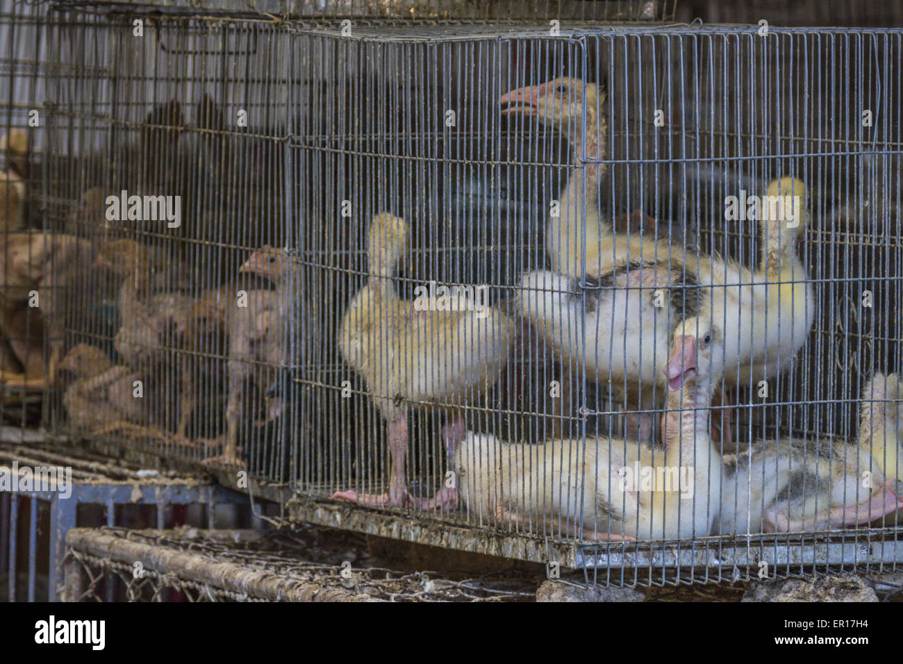 Animal Market, Thailand Stock Photo - Alamy