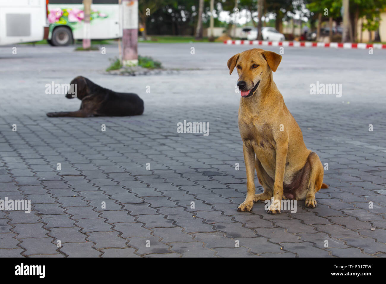Black and red dogs posing on street Stock Photo - Alamy