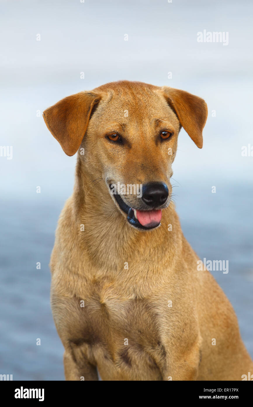 Red dog sitting alone on street Stock Photo - Alamy