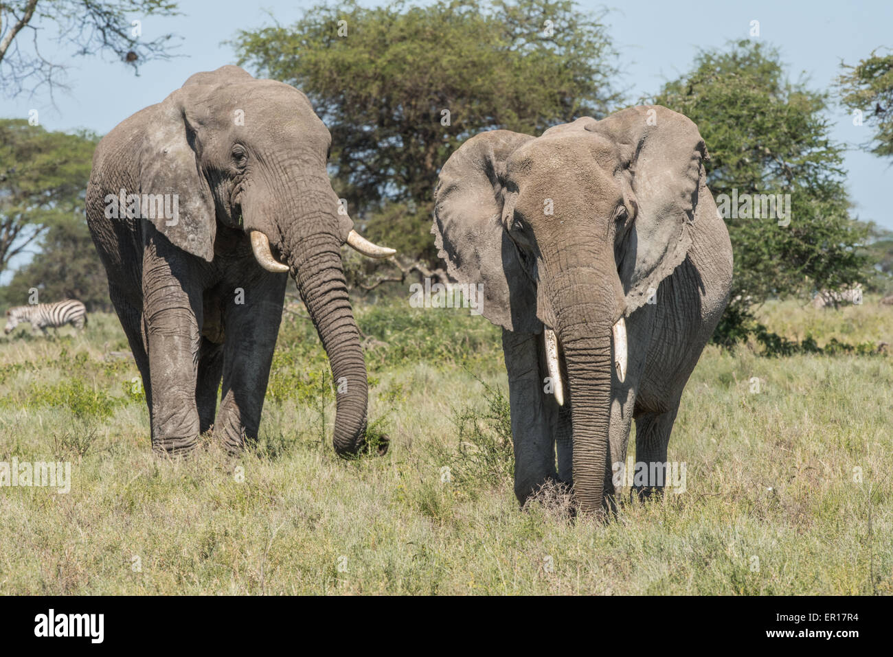 Two elephants walking near the woodland, Tanzania Stock Photo - Alamy