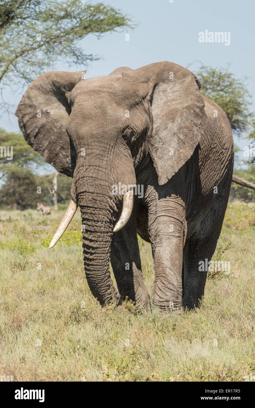 Elephant reaching grasses with trunk, Tanzania Stock Photo - Alamy