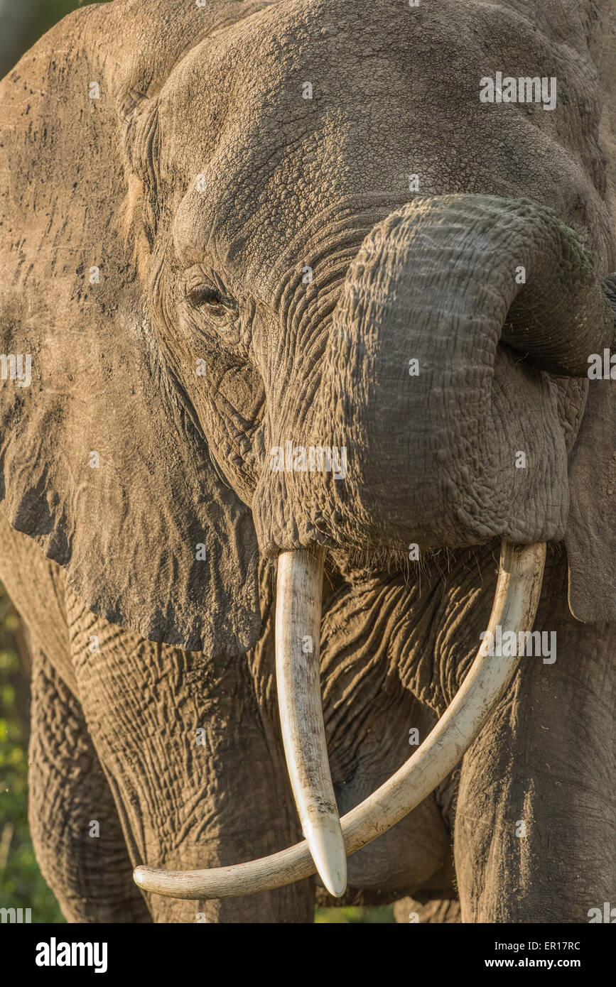 Crossed tusks hi-res stock photography and images - Alamy